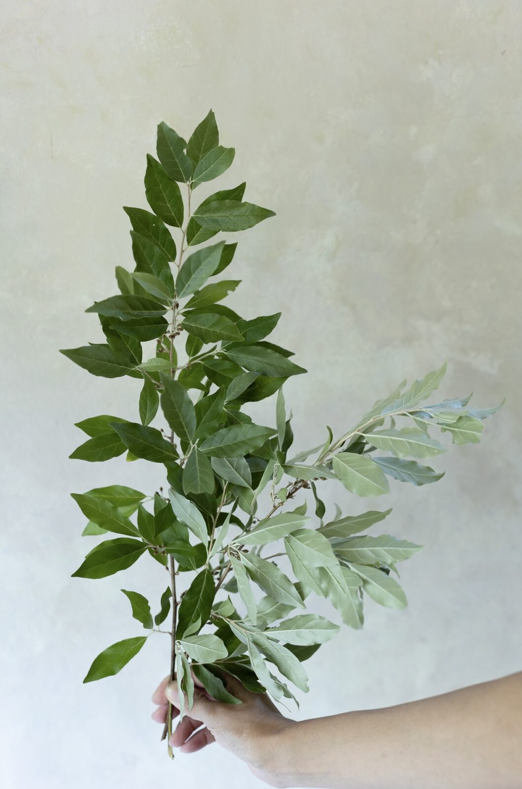 11 Greenery for Summer Wedding Bouquets - kokofloral.com